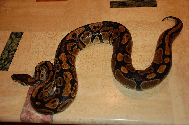 largest ball python? | MonsterFishKeepers.com